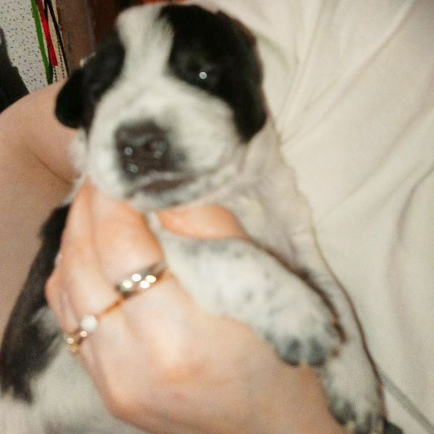 Отдам бесплатно щенков, парода Дратхаар