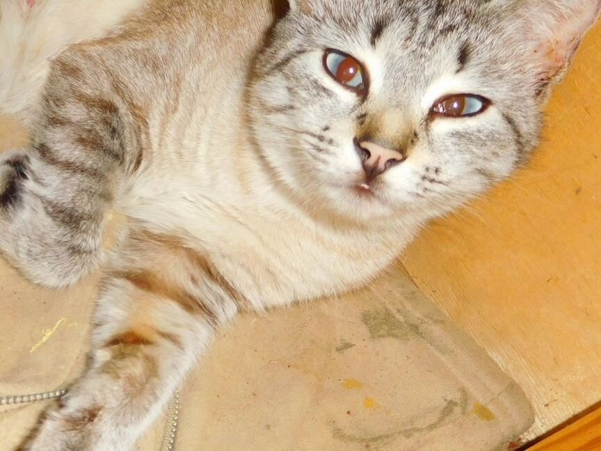 Нужна донорская кошка нашим котятам