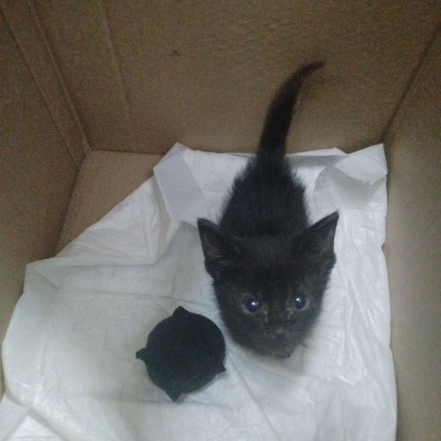 Котенок в добрые руки