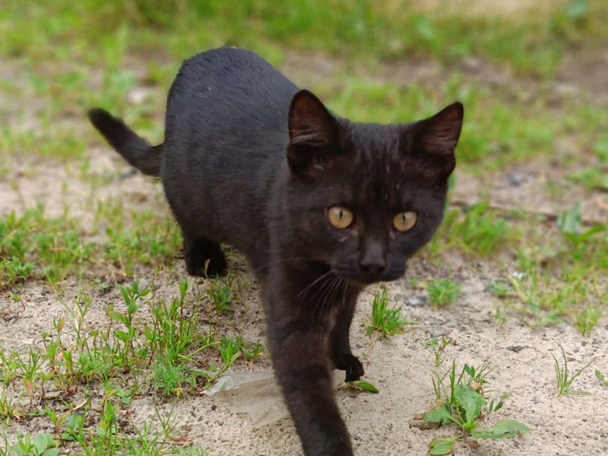 Котенок бесплатно в добрые руки в дар