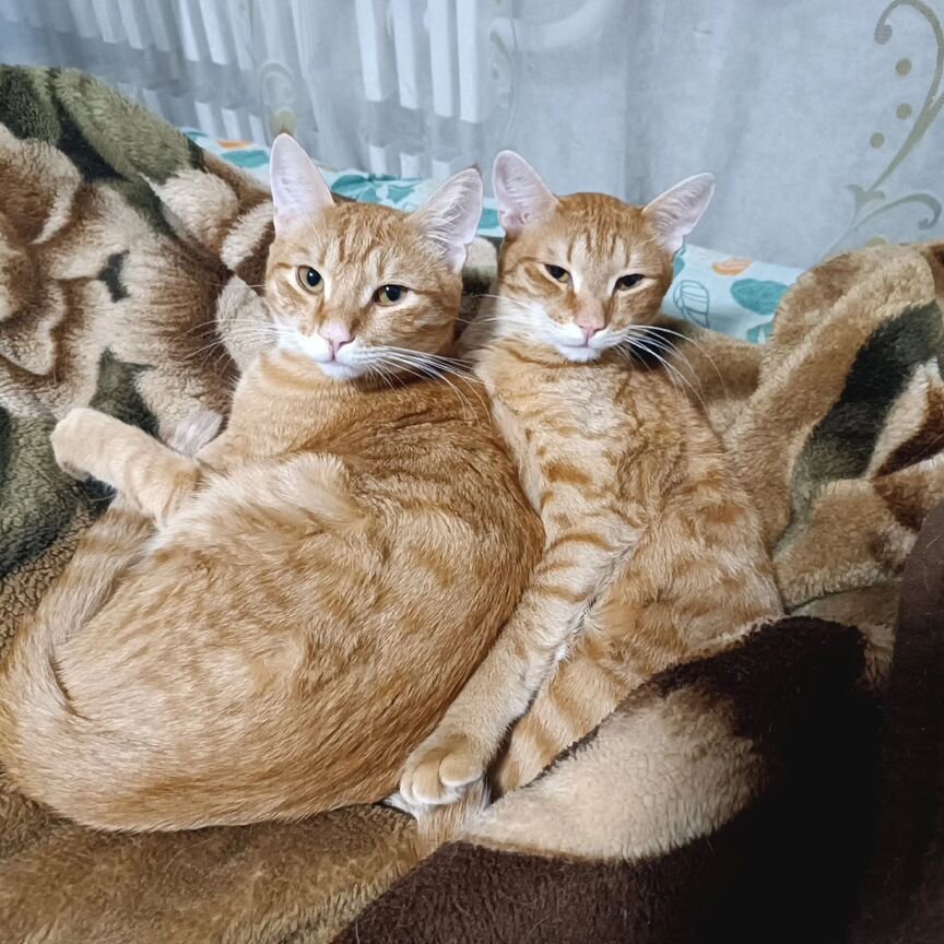 Коты Дональд и Чубайс ищут дома