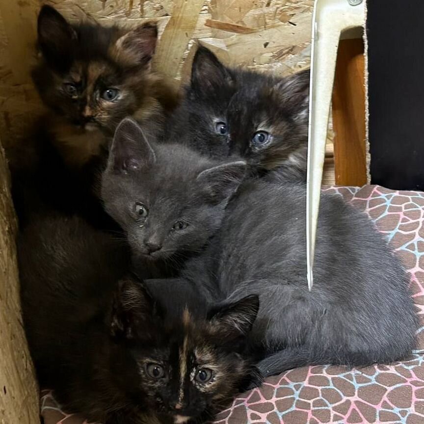 Котёнок в добрые руки