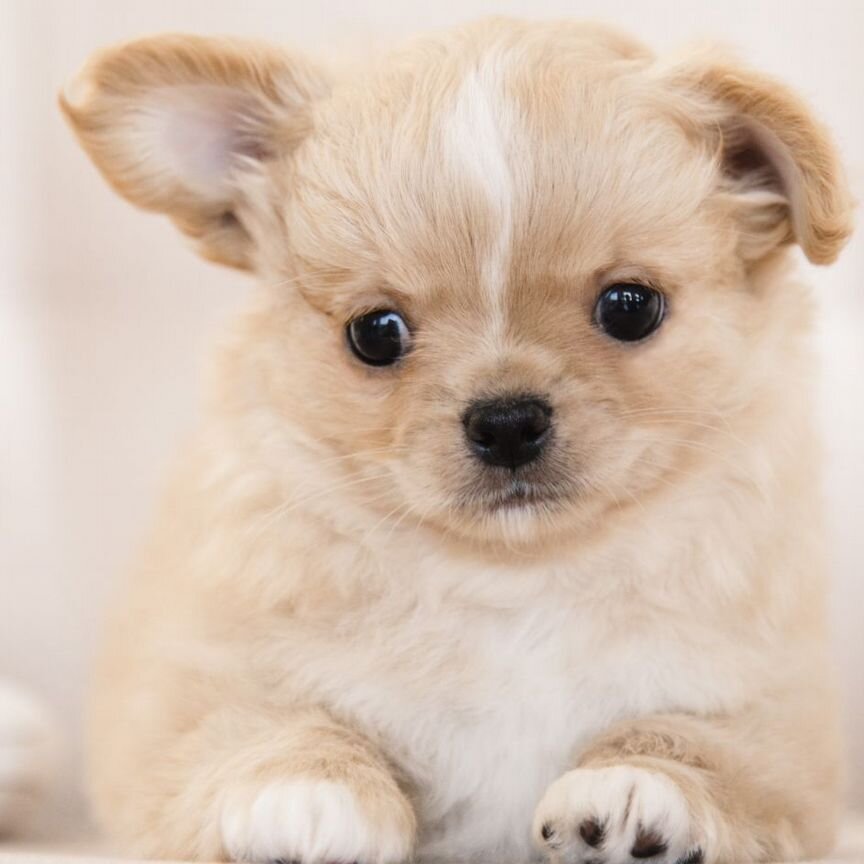 Чихуахуа, кремовый д/ш мальчик