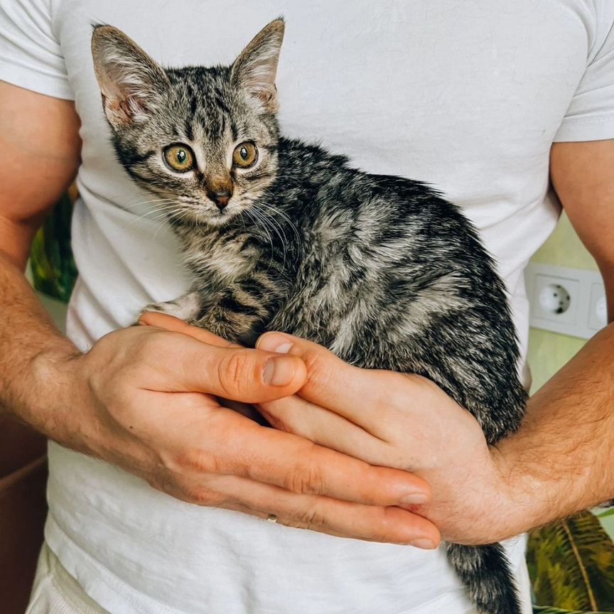 Котенок девочка в добрые руки