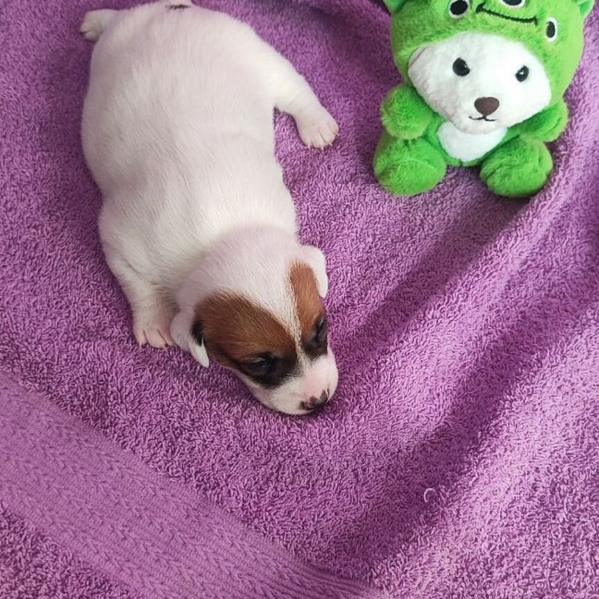 Продам щенка Джек рассел