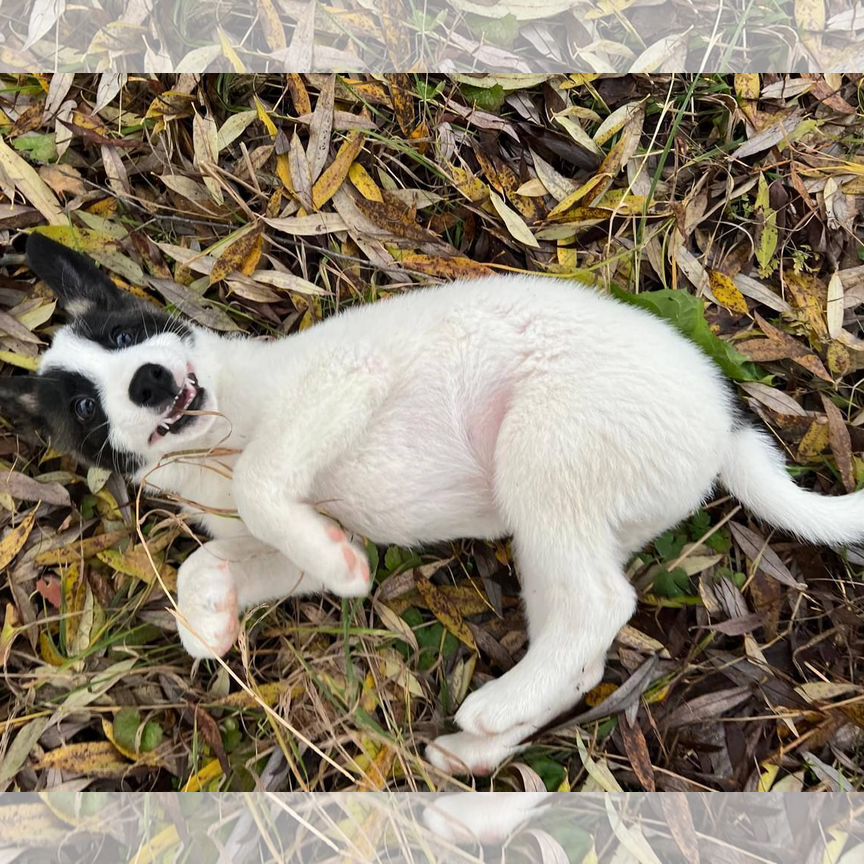 Вельш Корги Кардиган, щенок