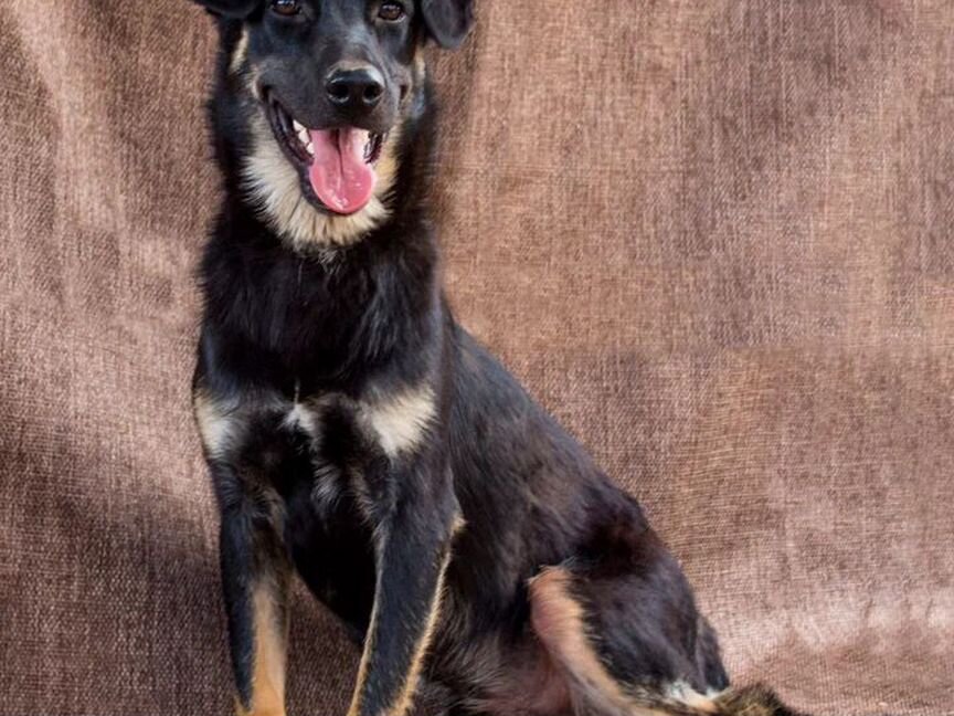 Собака в добрые руки