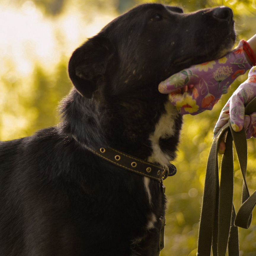 Взрослая собака в добрые руки