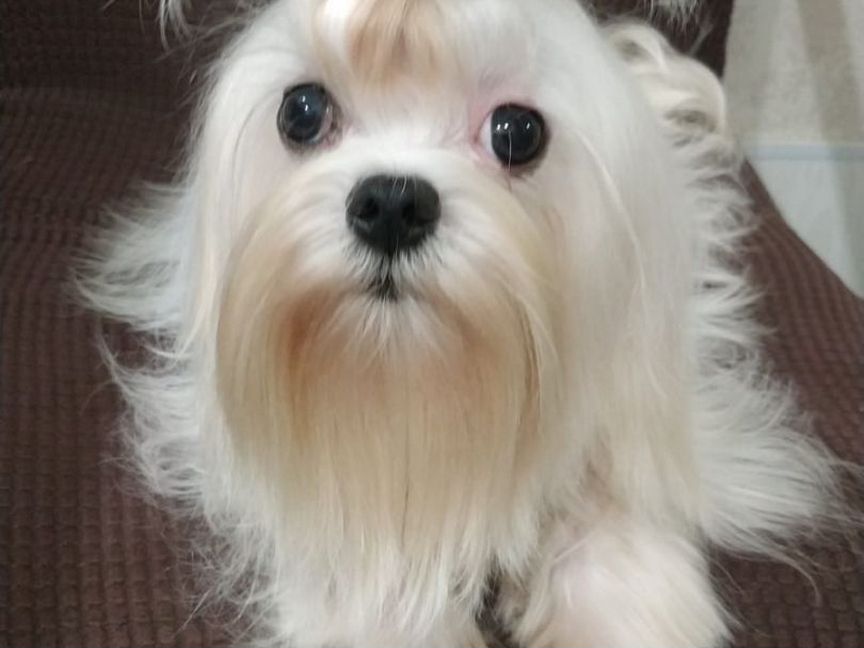 Мальтийская болонка мальчик