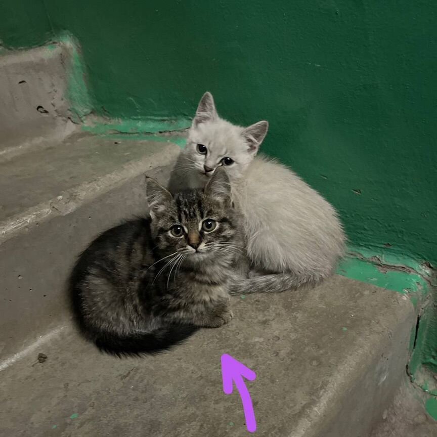 Котята в добрые руки