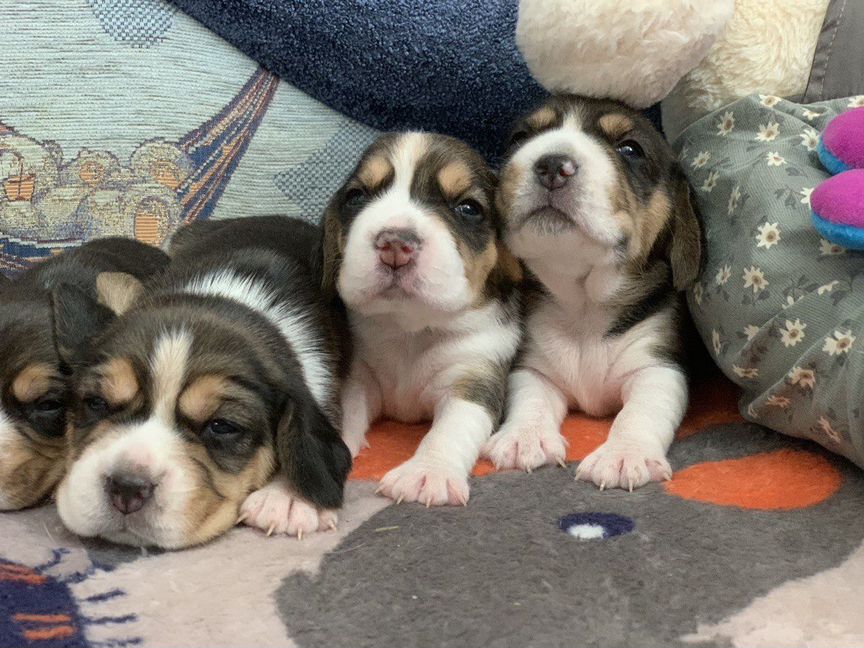 Щенки бигль