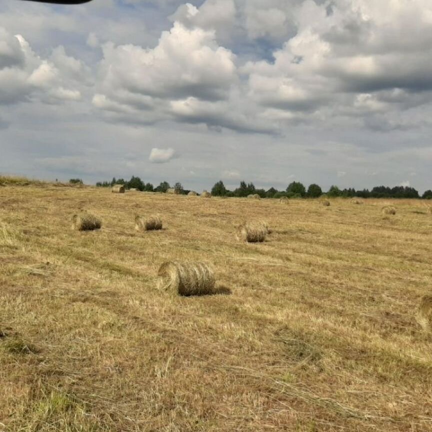 Сено 2024 года