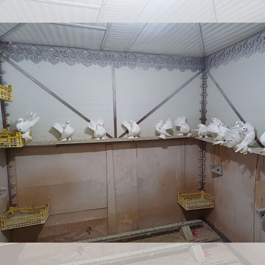 Голуби статные