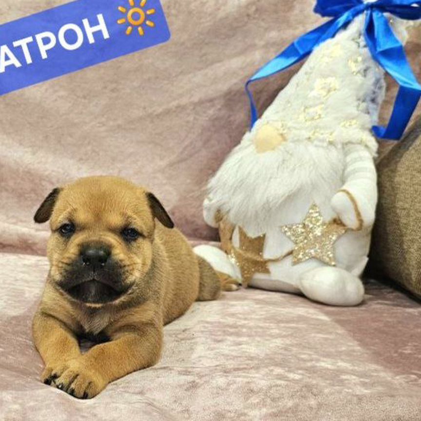 Ка де бо щенки