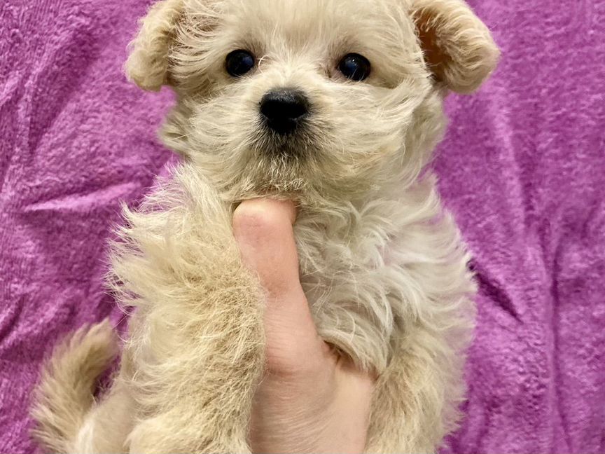 Мальтипу мини мальчик