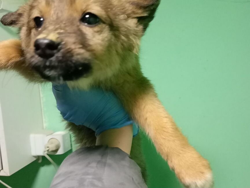 Щеночки в хорошую семью бесплатно