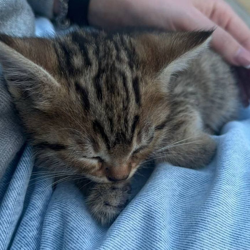 Котенок в добрые руки, бесплатно