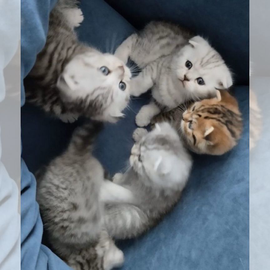 Шатланская кошка