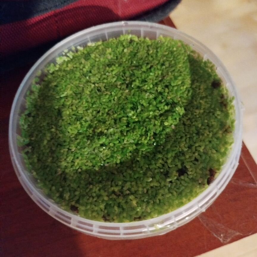 Ряска для аквариума