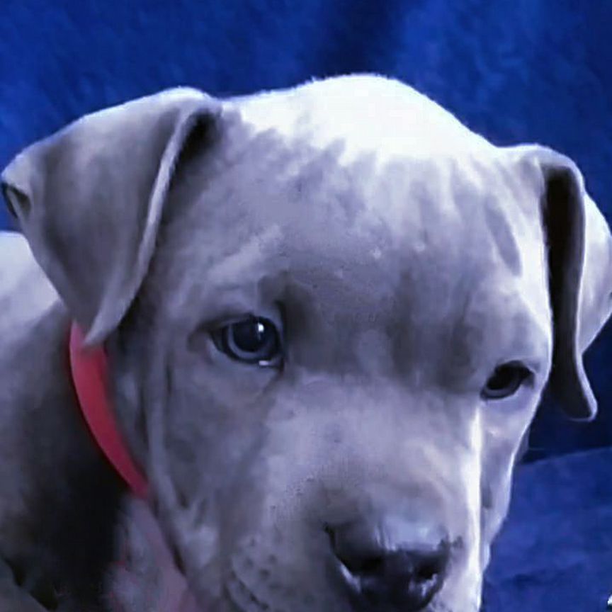 Щенки стаффорда