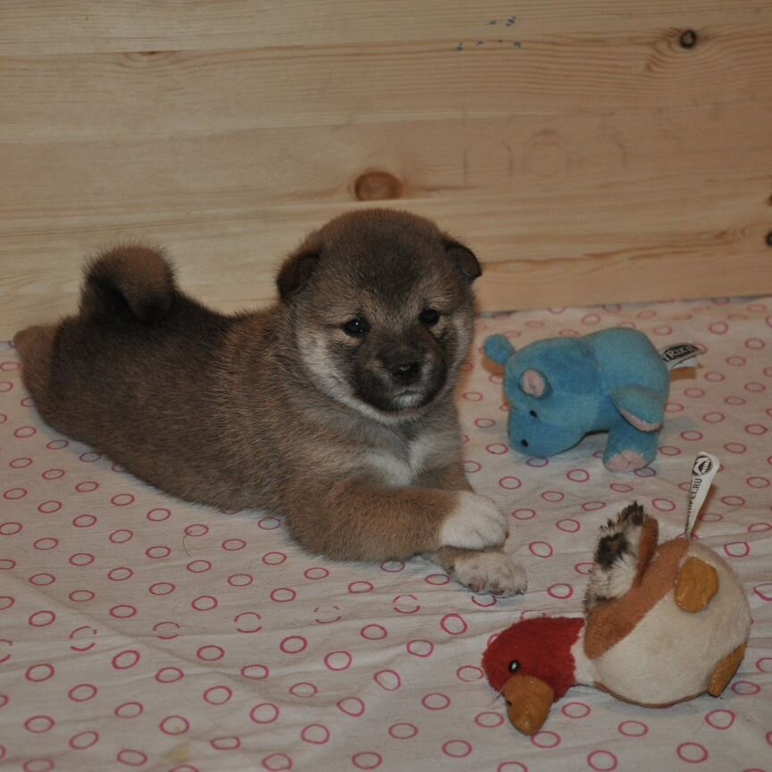 Щенки Сиба ину