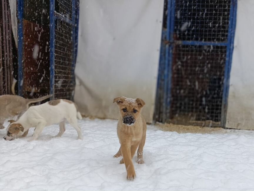 Щенки ищут дом