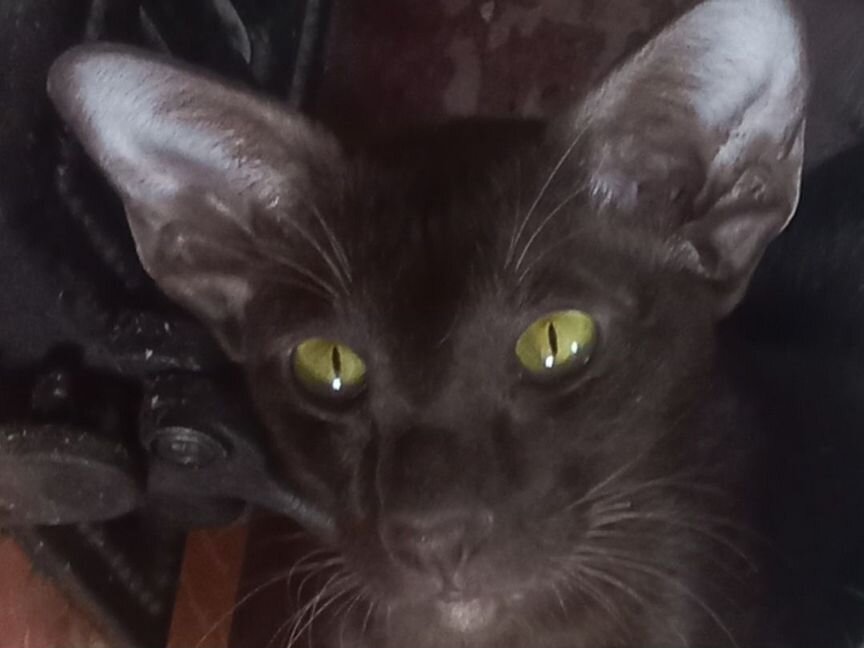 Ориентальная