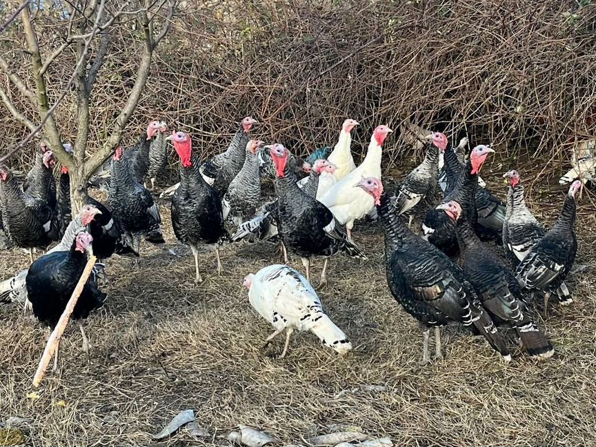 Индюки домашние