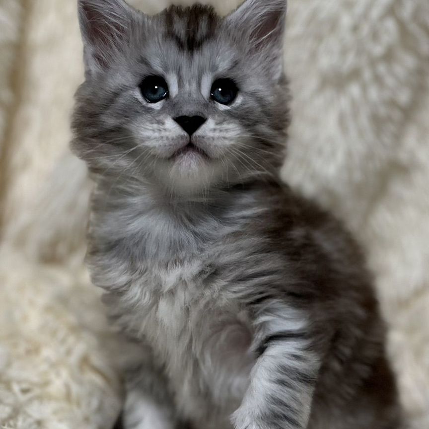 Котята