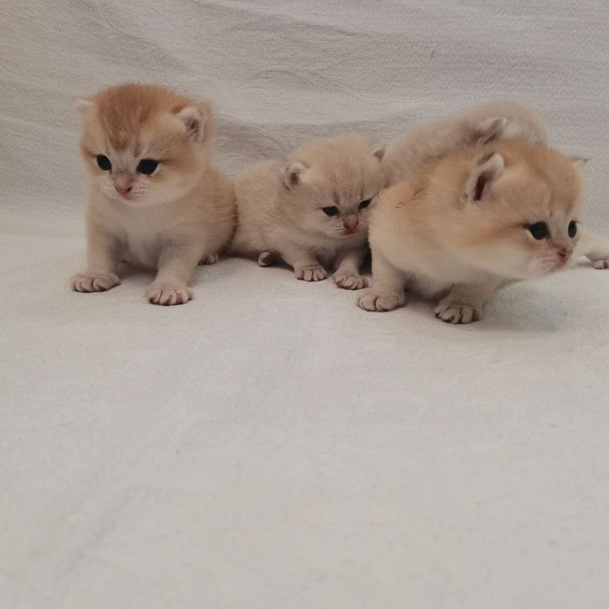 Котята золотая шиншилла