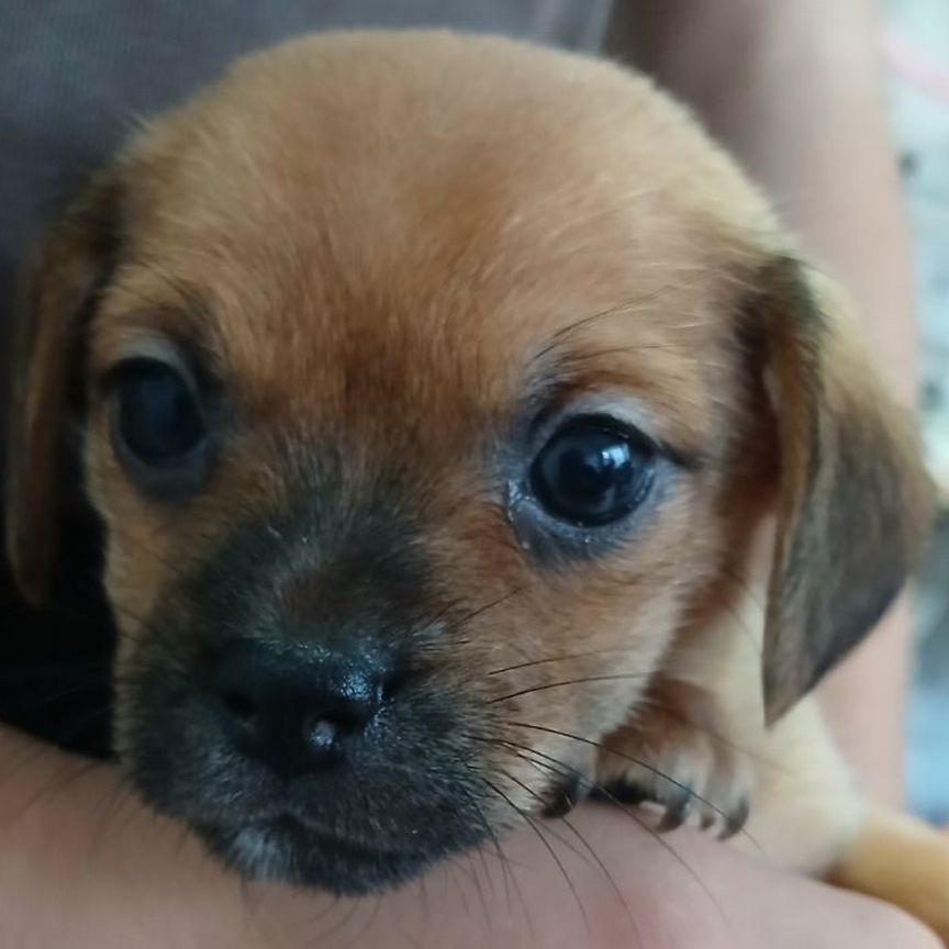 Продам щенят от маленькой собачки