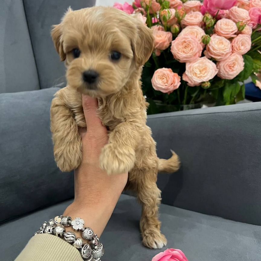 Мальтипу, щенок