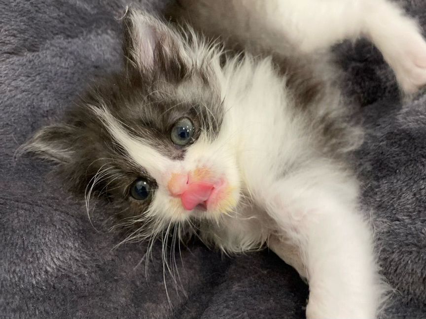 Котенок