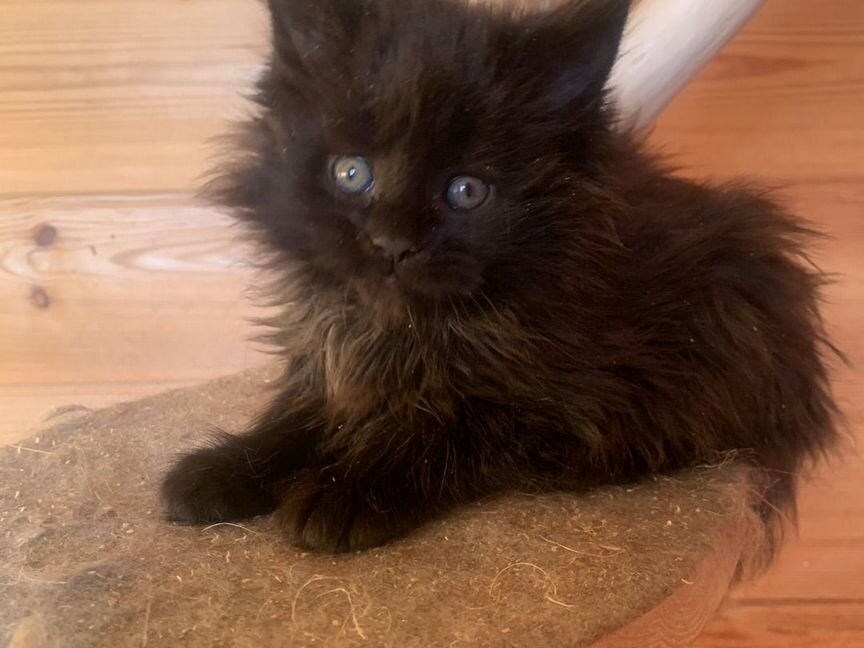 Котята мейн-кун