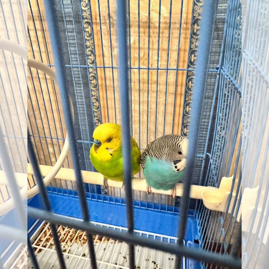 Попугайчики волнистые мальчик и девочка