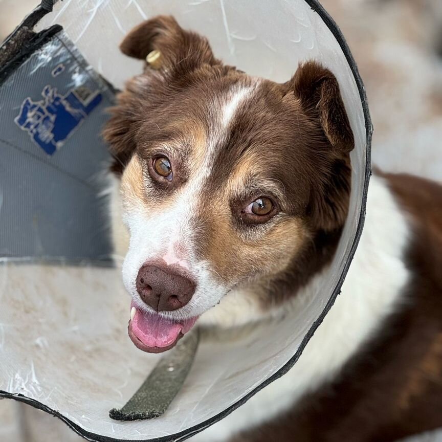 Взрослая собака из приюта