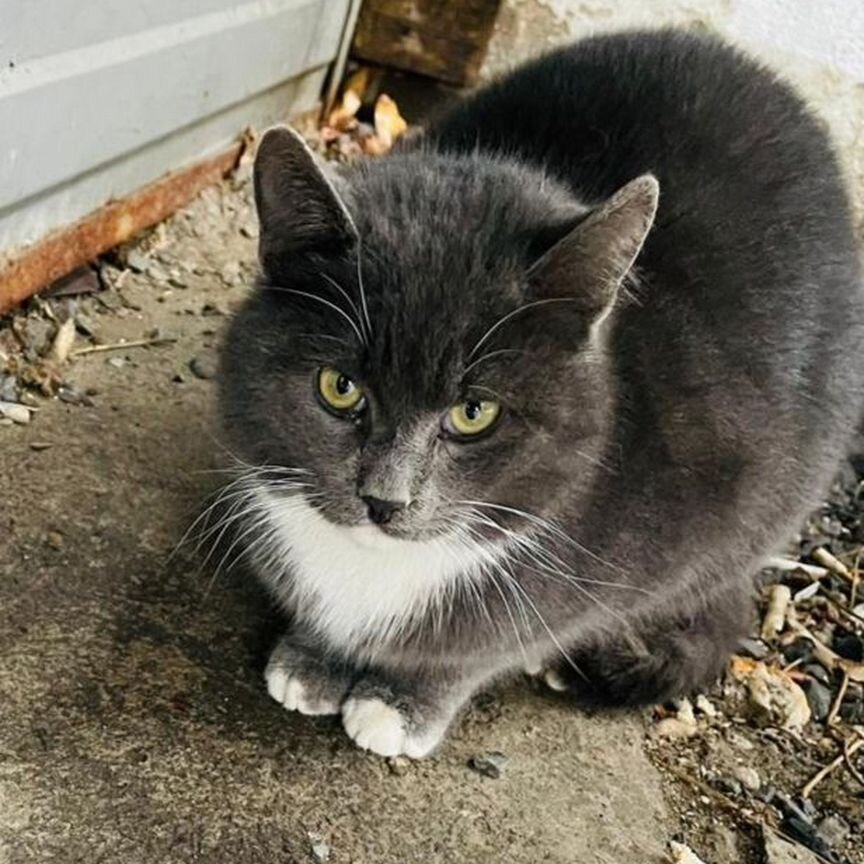 Котенок в добрые руки