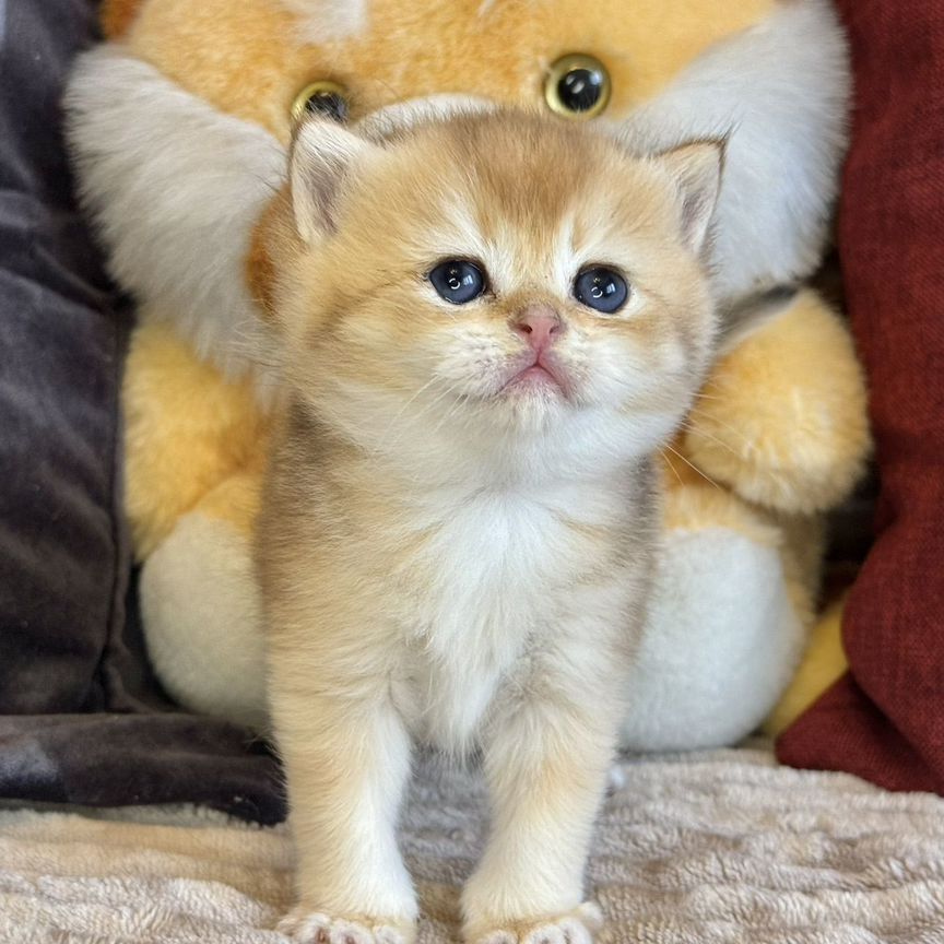 Шотландские котята
