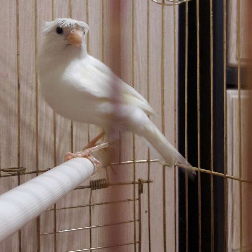 Канарейка / самец / бронь