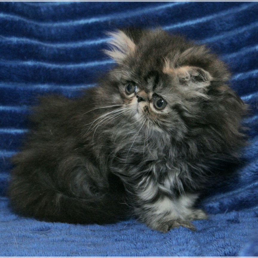 Персидский котёнок