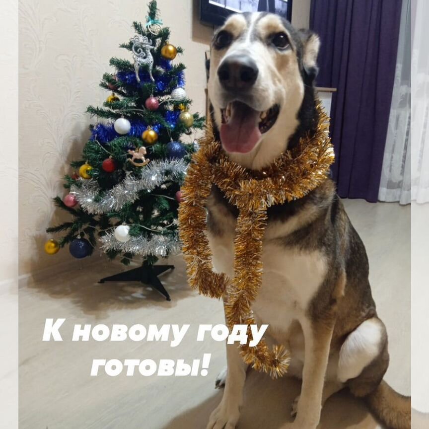 Отдам даром собаку