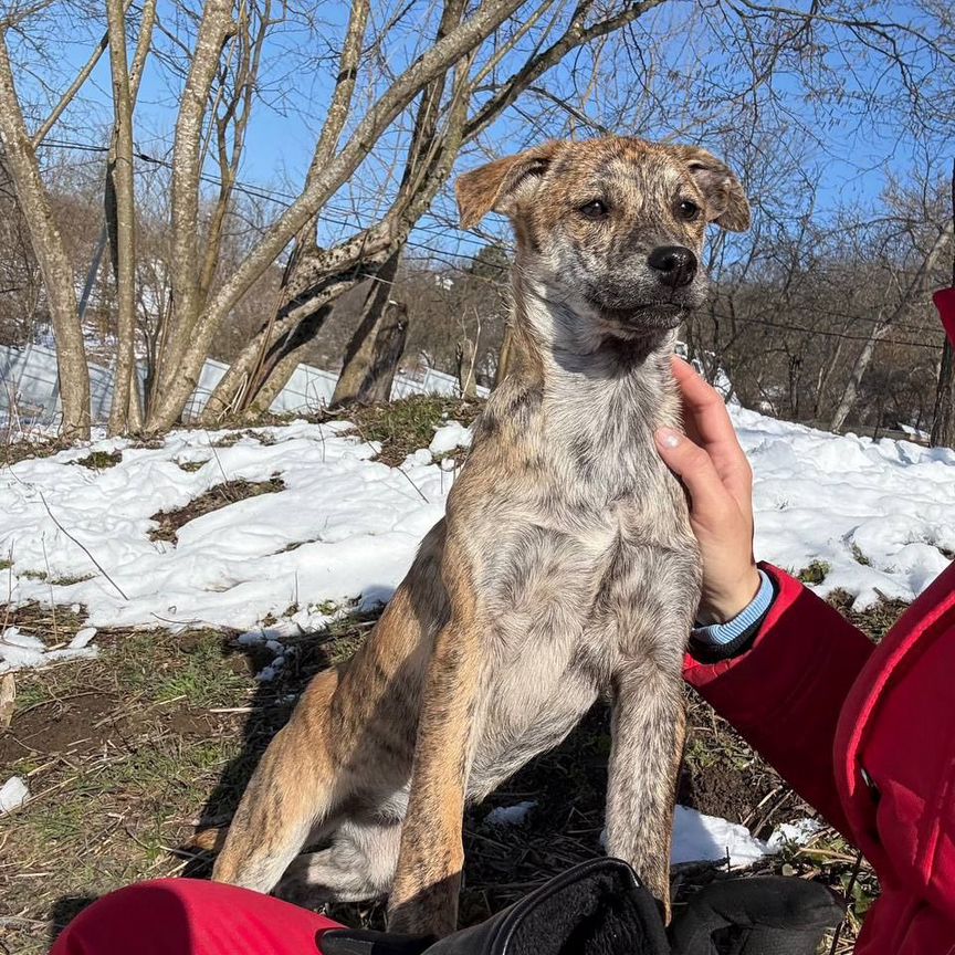 Щенок в добрые руки бесплатно