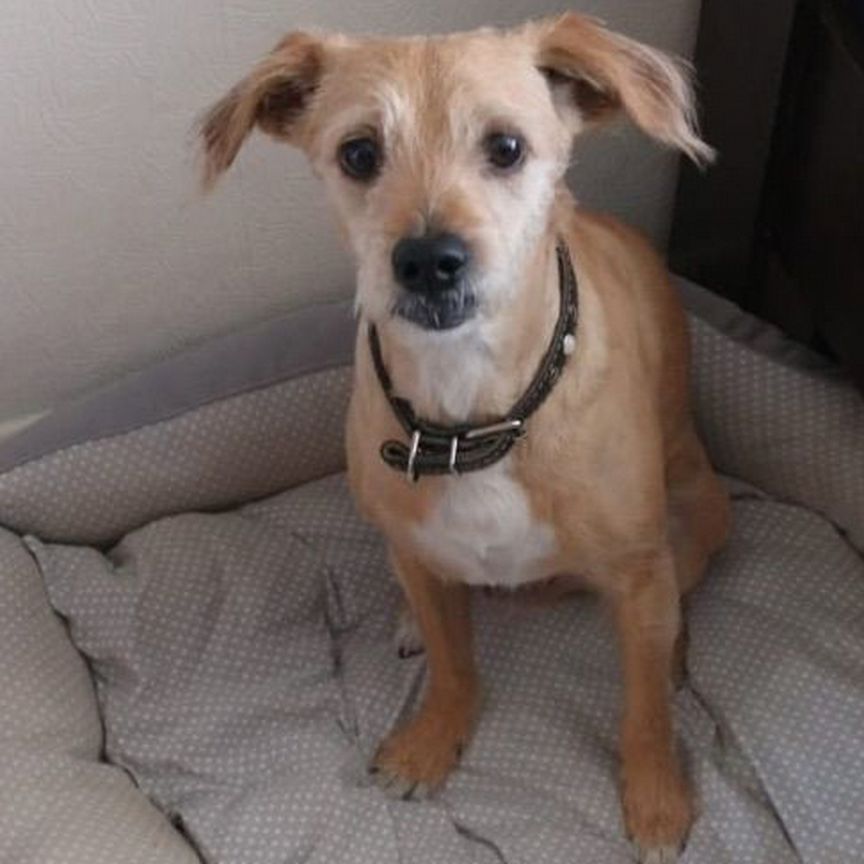 Взрослый пёс в добрые руки