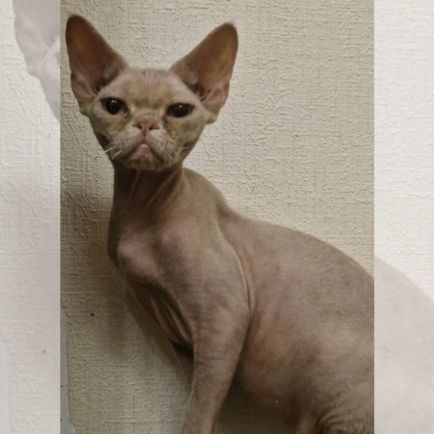 Девон-рекс котёнок