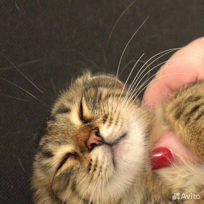 Домовенок Кузя в поисках котородителей