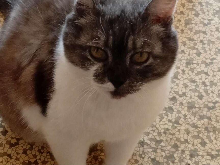 Кошка