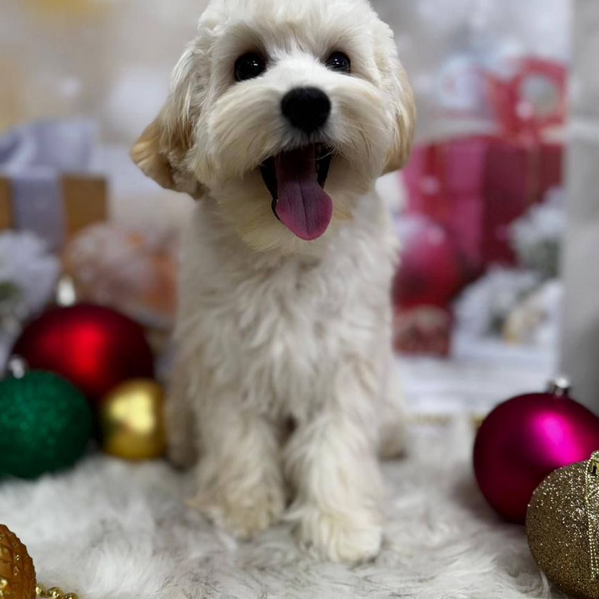 Щенок мальчик мальтипу