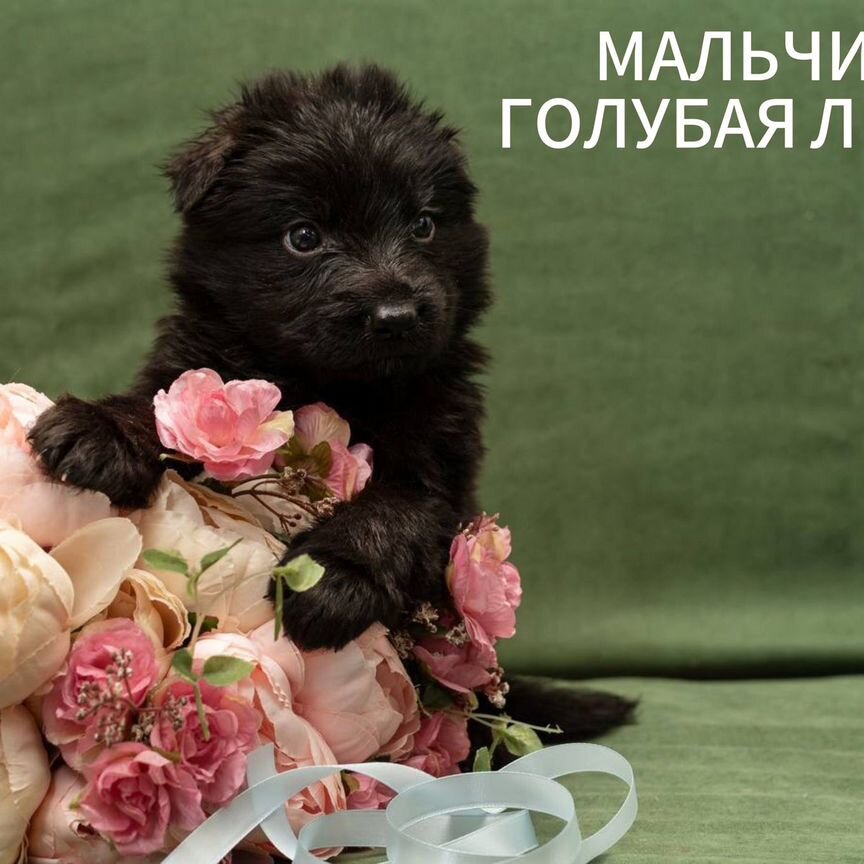 Черные щенки немецкой овчарки длинношерстные