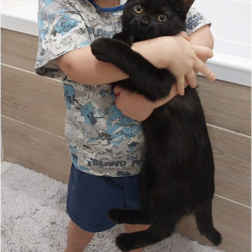 Отдам кошку