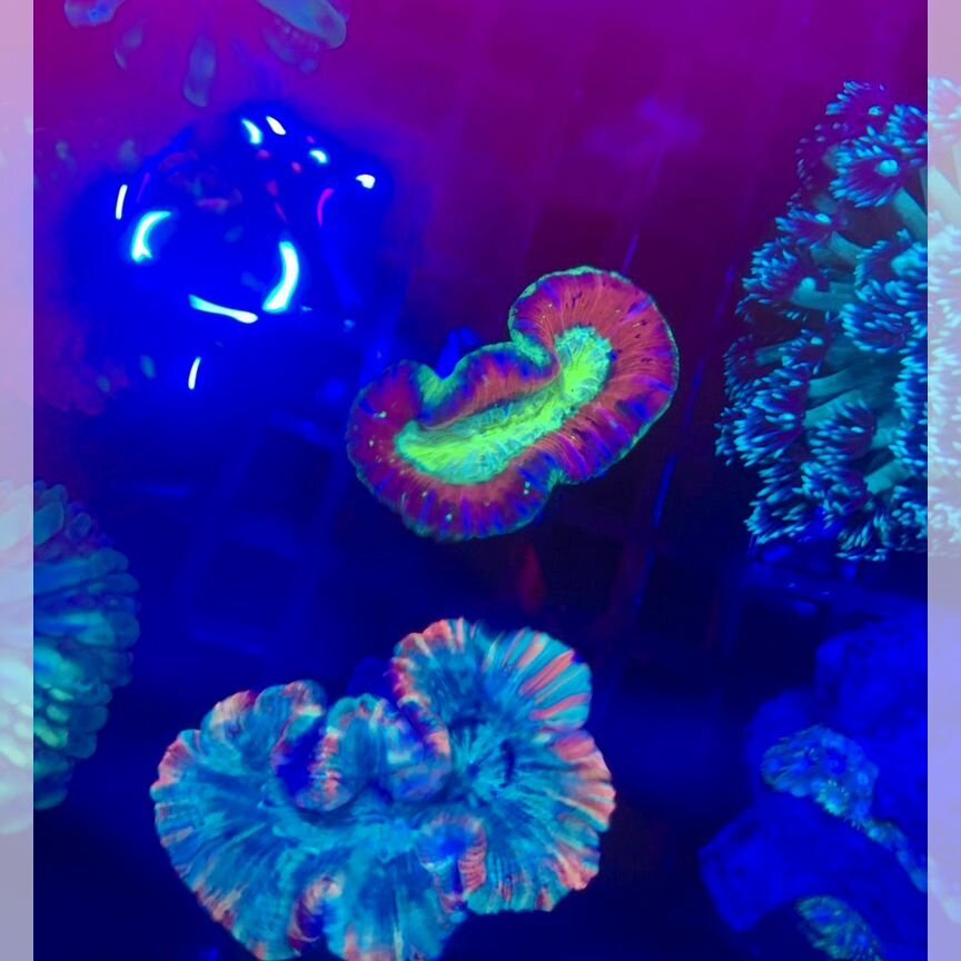 Морские кораллы для аквариума